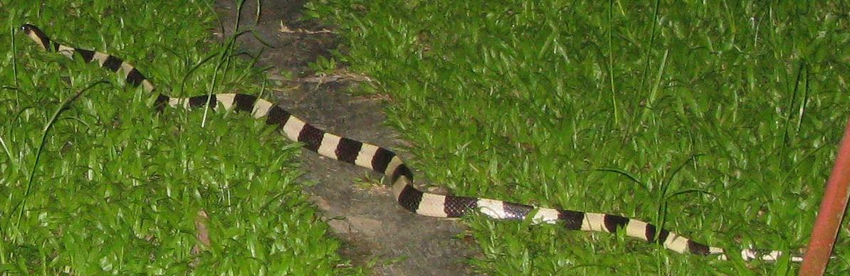 Thailand Snake Photos | Malayan Blue Krait | Thailand Snakes