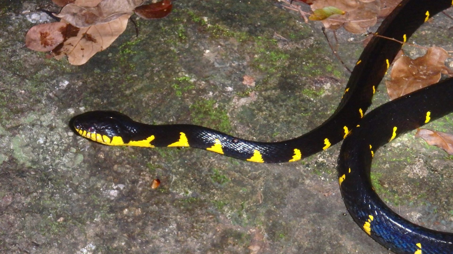 Incredible Summer | Herping with Alex Gillard | ThailandSnakes