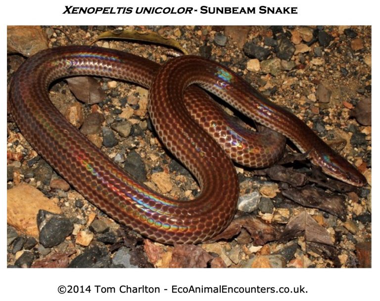 Common Thailand Snakes | Photo of Snakes | Thailand Snakes
